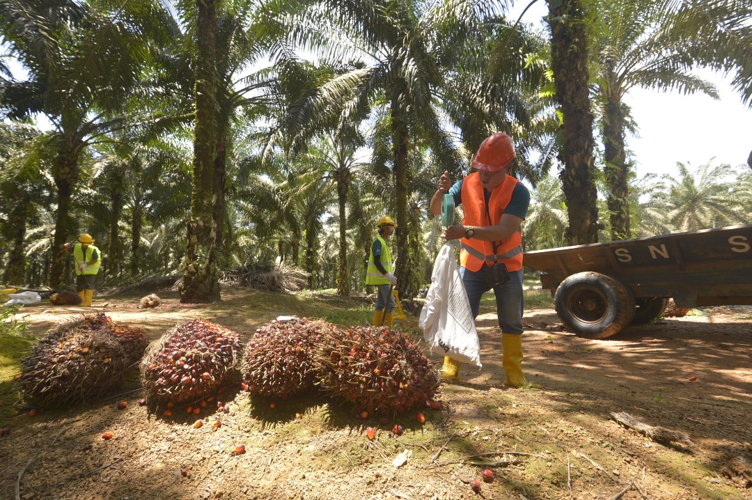 Keuntungan sektor perladangan dijangka terjejas susulan peluasan SST ...