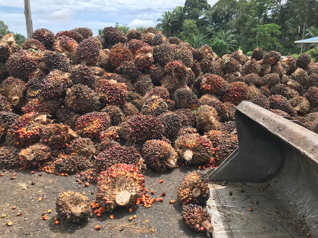Eksport minyak sawit Malaysia melonjak hampir 40% kepada 1.69 juta tan ...