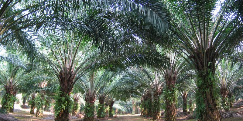 MPOB, Briar Resources bekerjasama dalam pemindahan teknologi formulasi ...